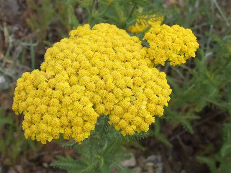 Kaz Dağlarında geleneklerde kullanılan bitkiler: Bin pınarlı İda ve ...